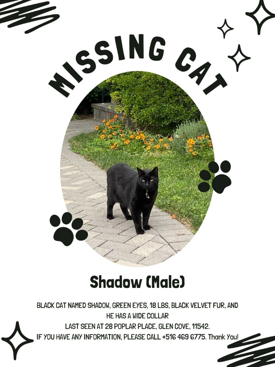 Shadow - A Male Cat Lost - Poplar Place, Glen Cove, New York, 11542 ...