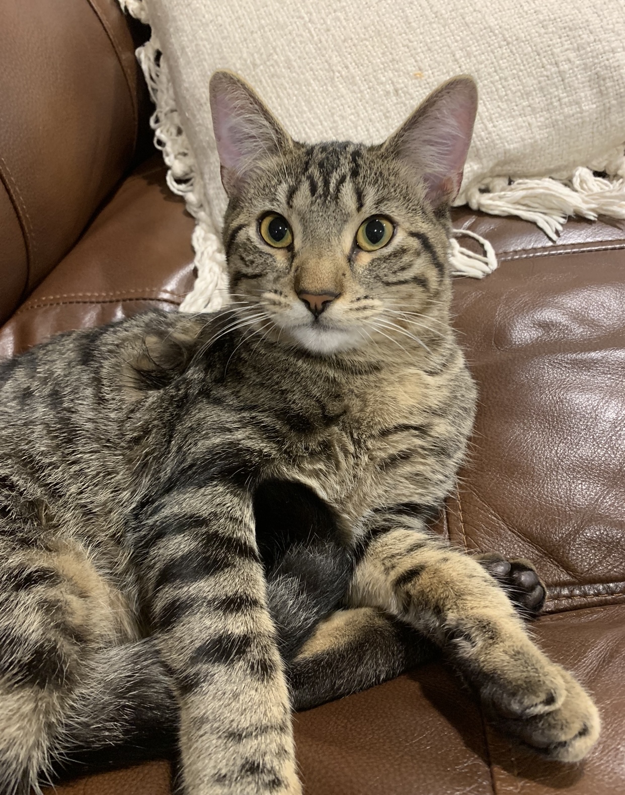 Emmitt - A Male Cat Lost - 3350 W 4825 s, Roy, Utah, 84067 - PawMaw