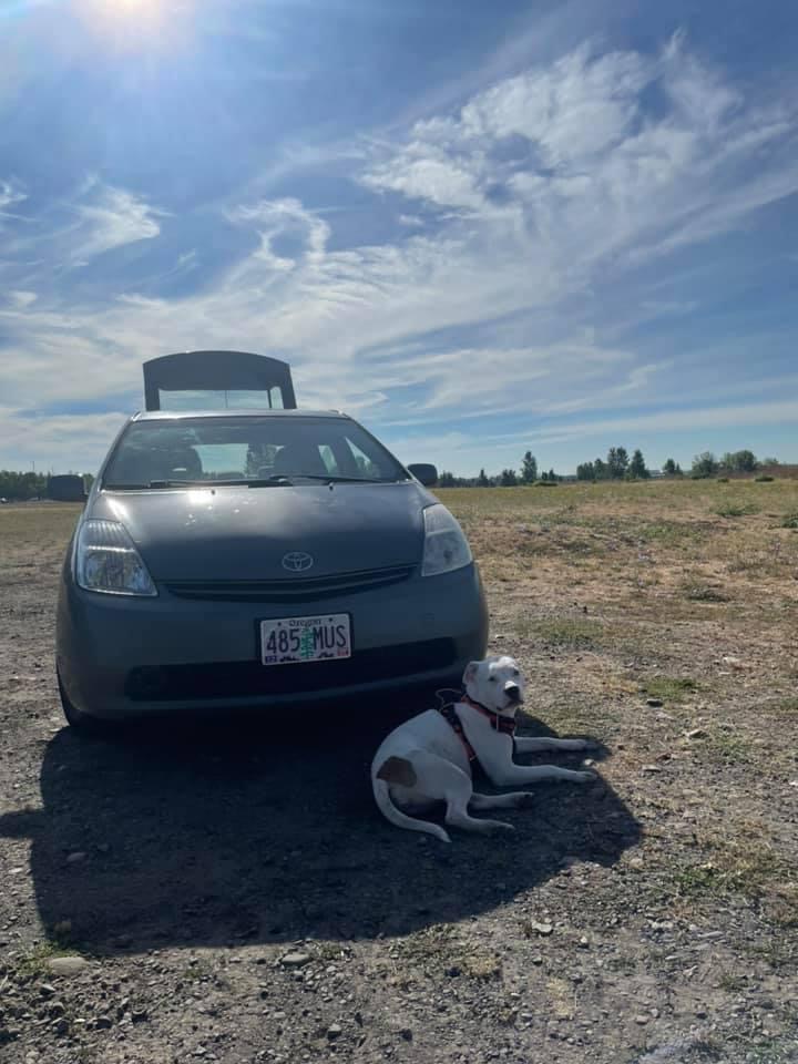 Daisy - A Female Dog Lost - Northeast 107th Avenue, Portland, Oregon ...