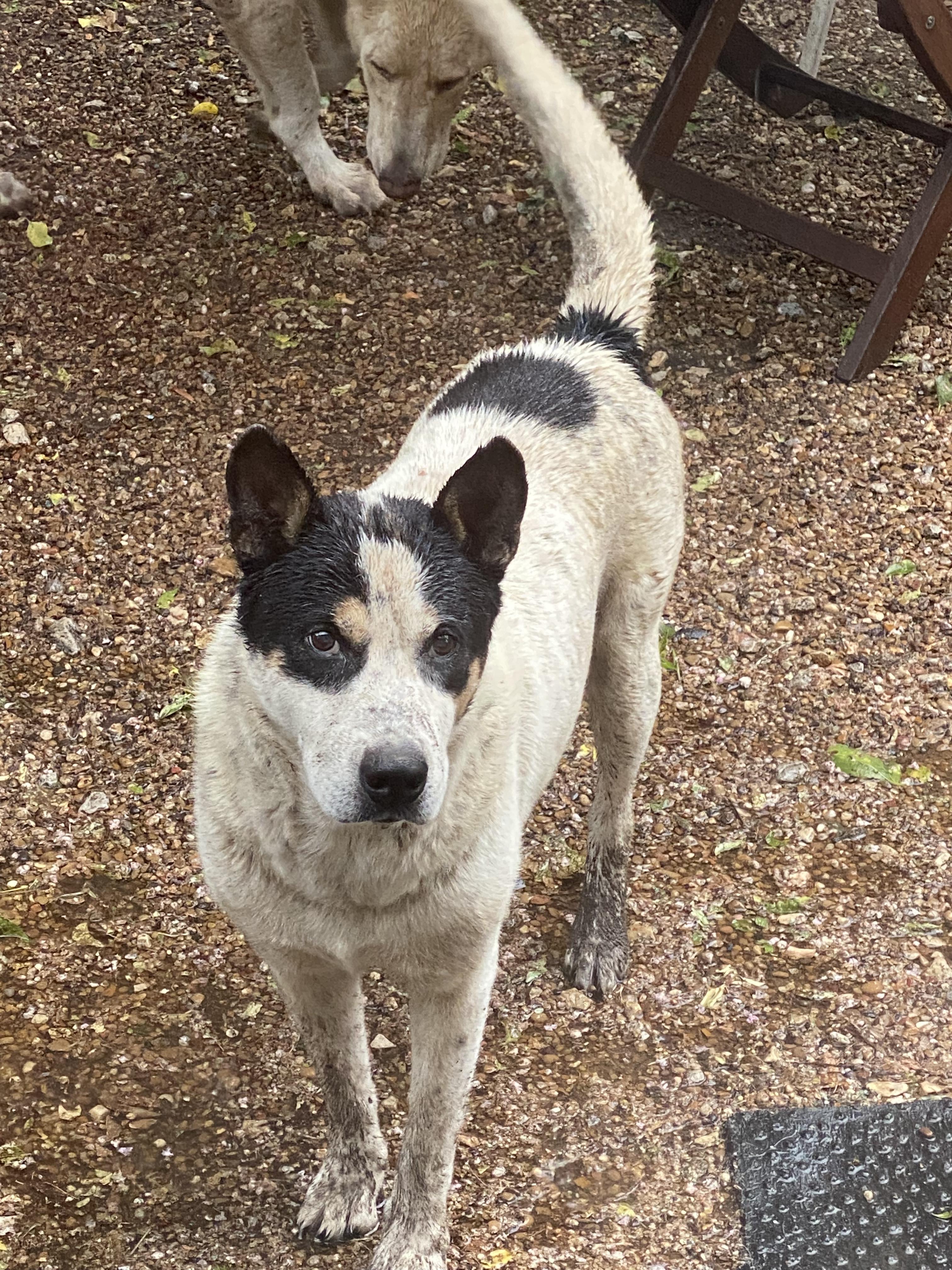 Titere - A Male Dog Lost - 5100, Lahoma Street, Dallas, Texas, 75235 ...