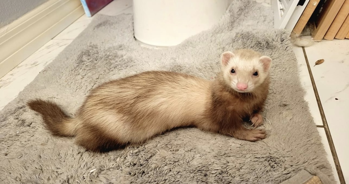 Cinnamon Ferret