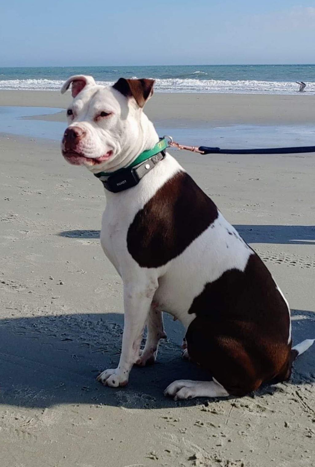 Vayda - A Female Dog Lost - Wildwood Place, , South Carolina, 29576 ...