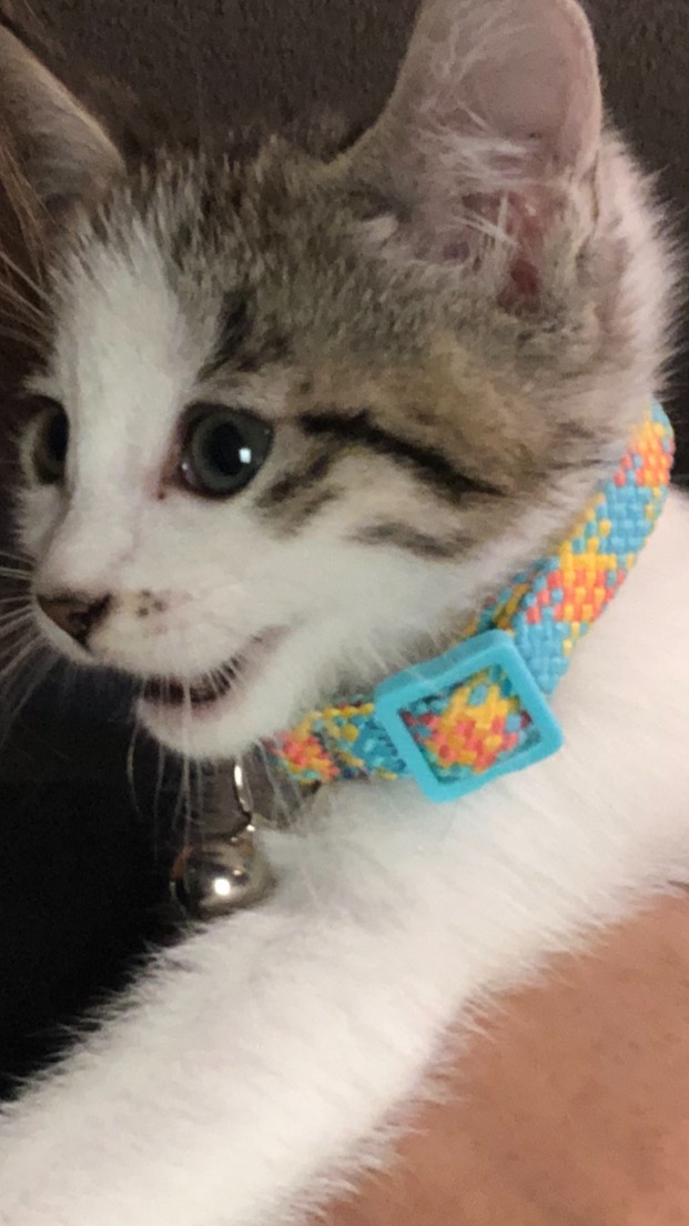 Misty - A Female Cat Lost - 9931, Lurline Avenue, Los Angeles ...