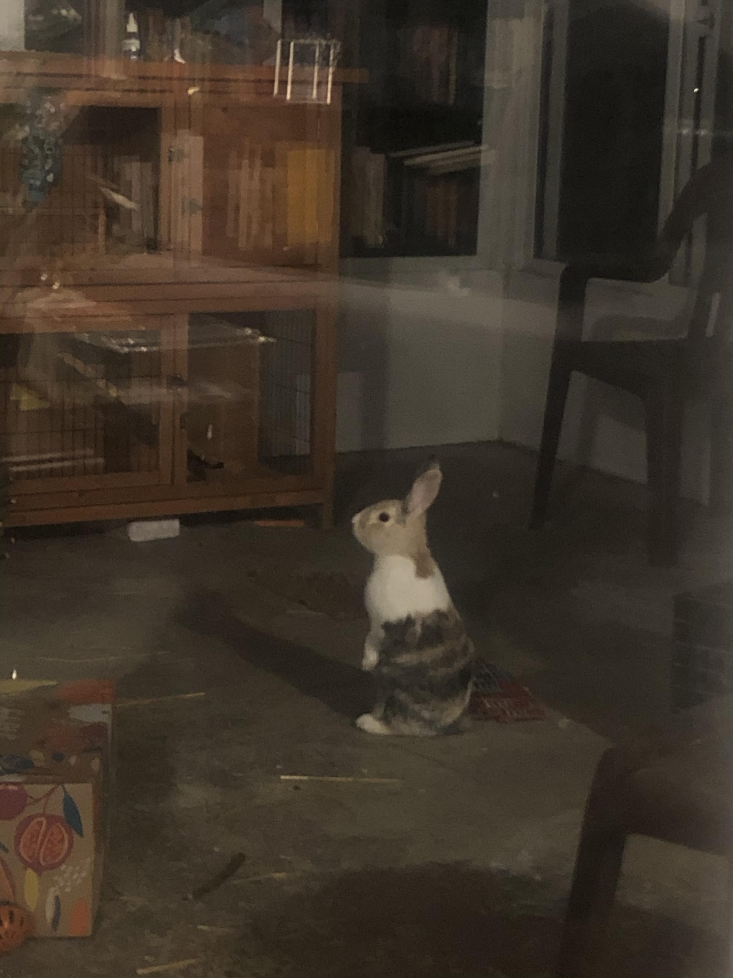 Peter Rabbit - A Male Rabbit Lost - 204 Allendale Way, Lower Allen ...