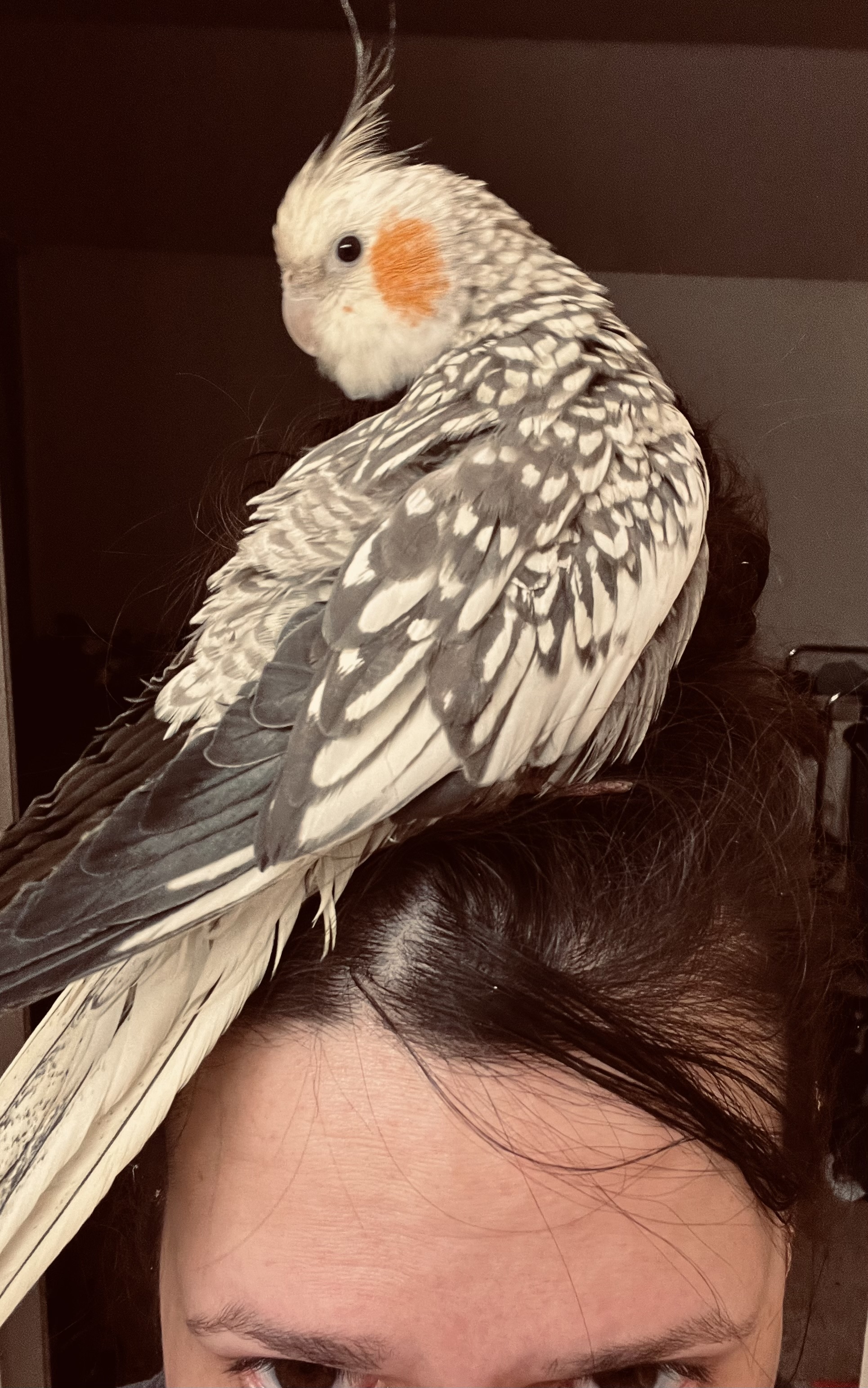 Gimlet - A Female Bird Lost - Horsetooth Ave., Fort Collins, Colorado ...