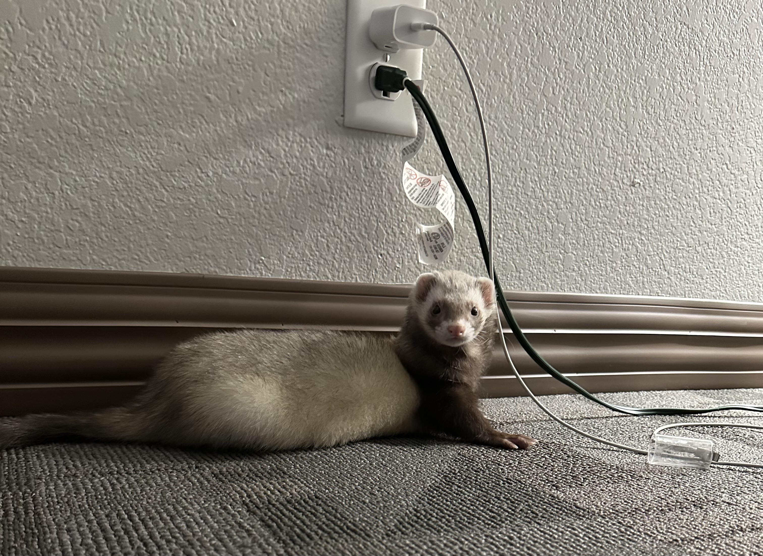 Coco - A Male Ferret Lost - 6570, East Pipe Spring, Las Vegas, Nevada ...