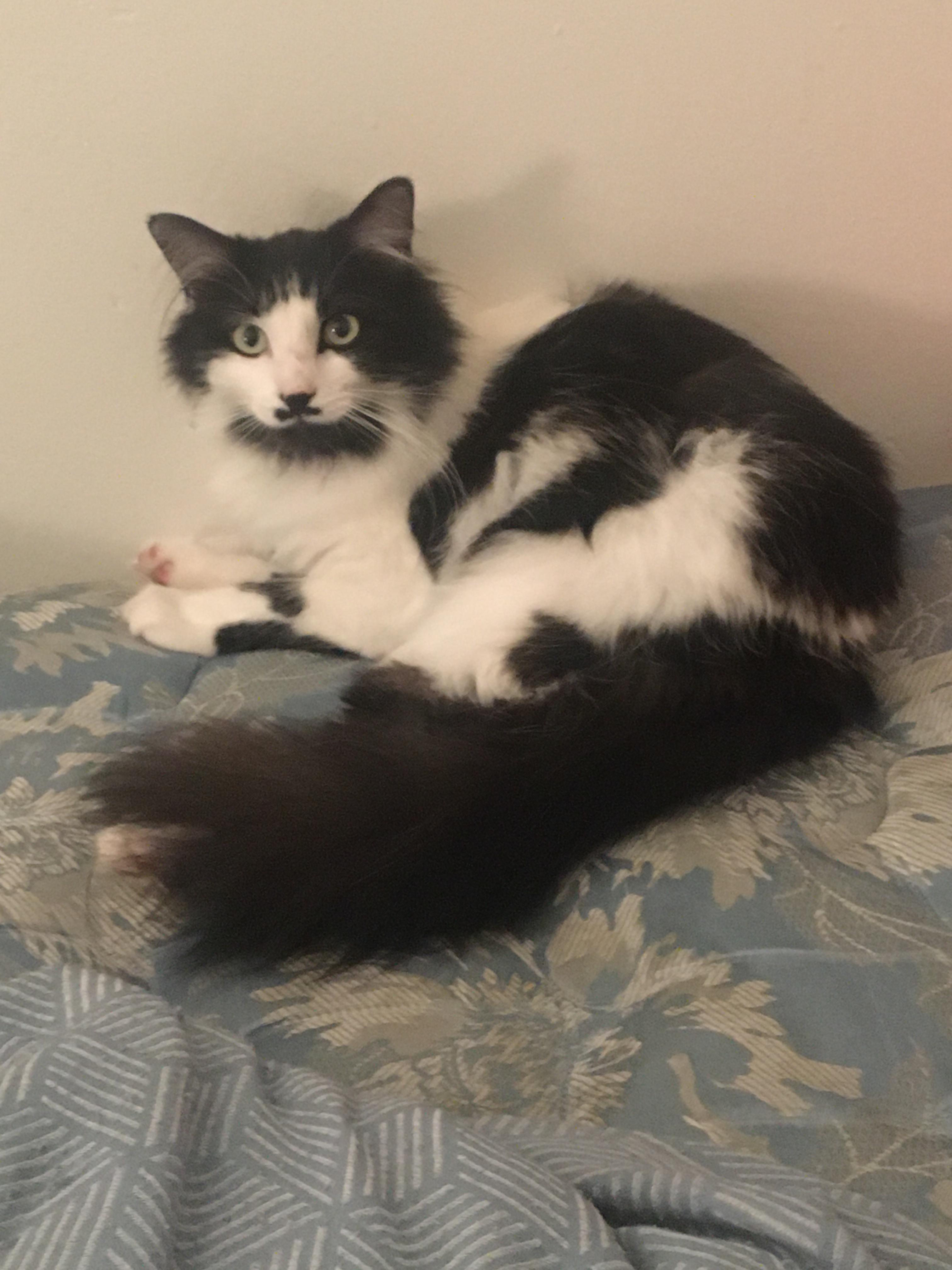 Oreo - A Female Cat Reunited - 1491, Valley View Circle, Wentzville ...