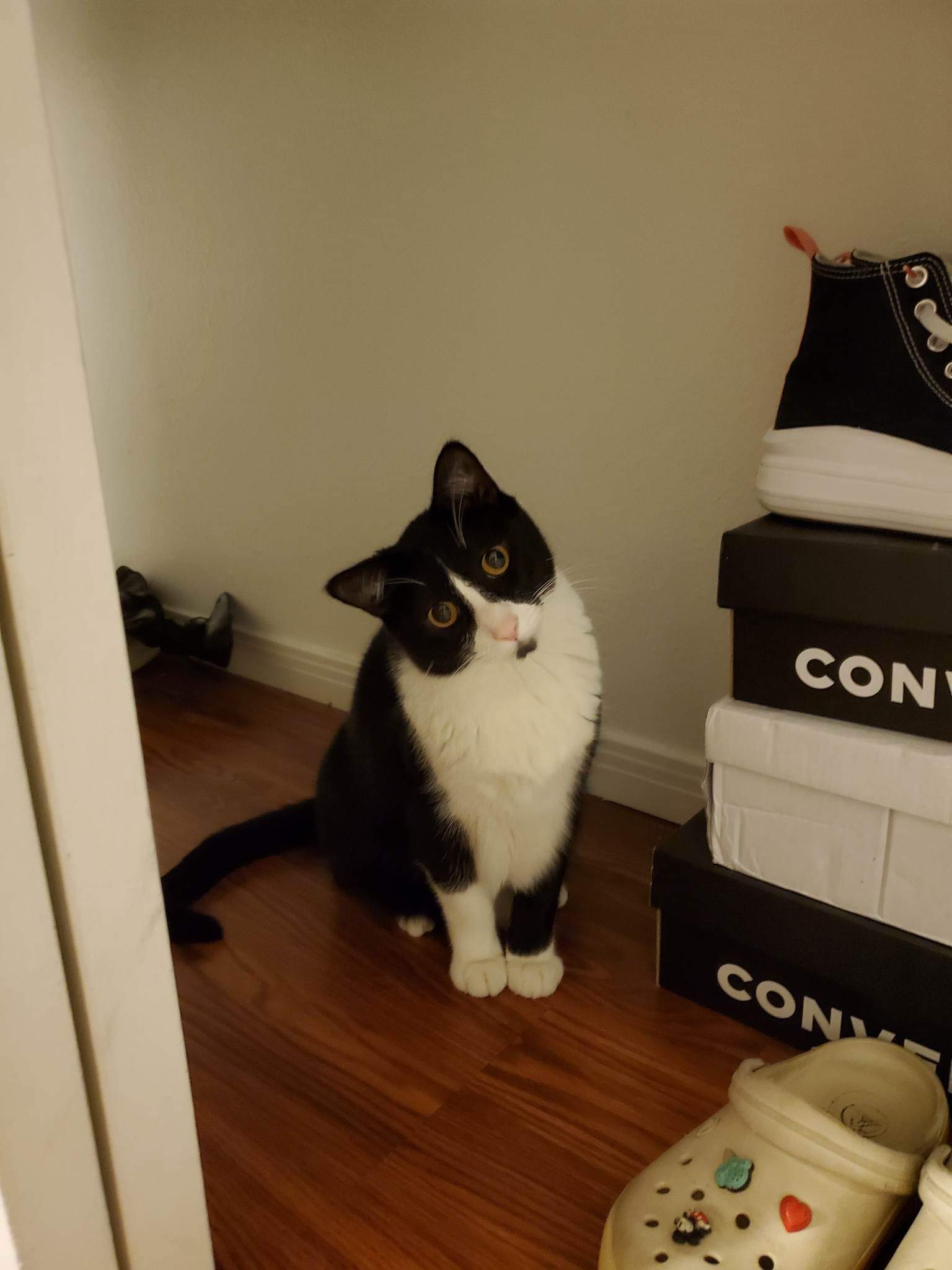 Oreo - A Male Cat Lost - 10359, Centinella Drive, La Mesa, California ...