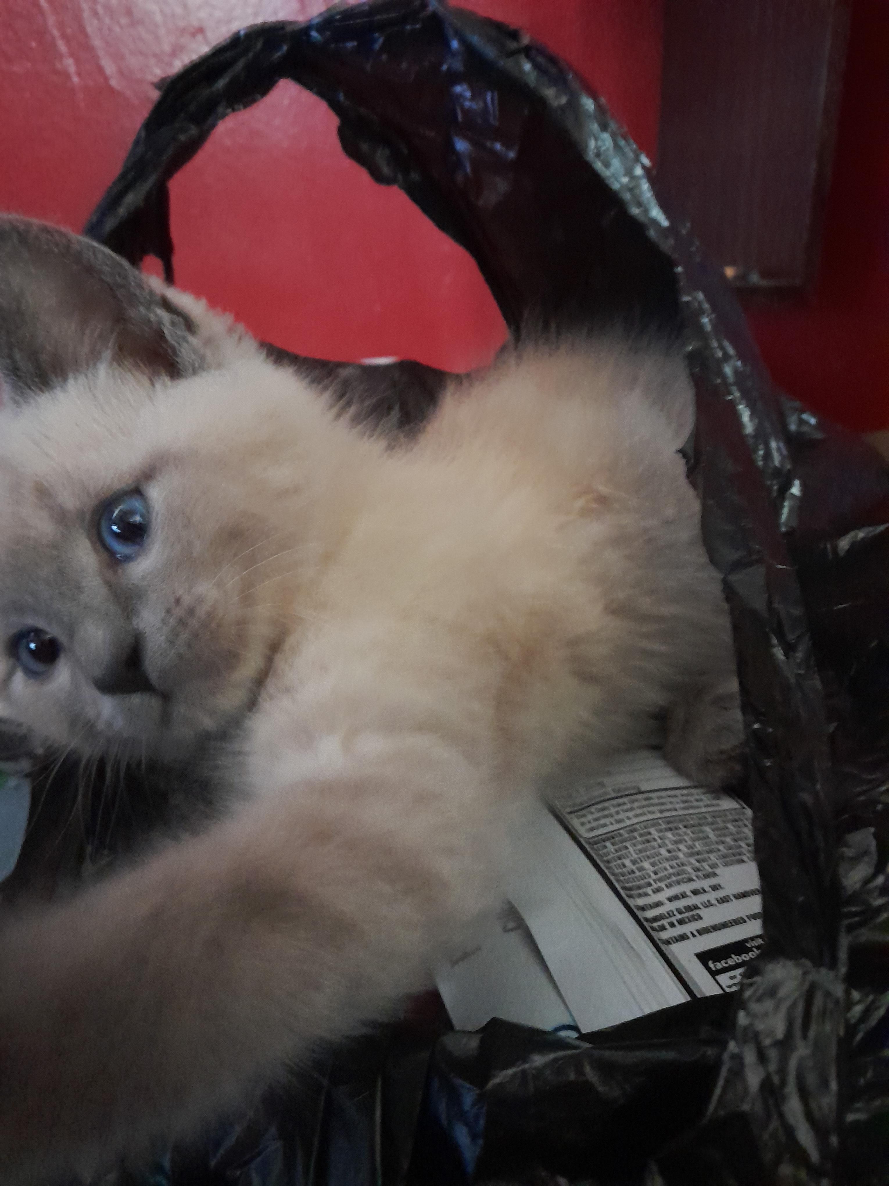 Oreo - A Male Cat Lost - 10359, Centinella Drive, La Mesa, California ...