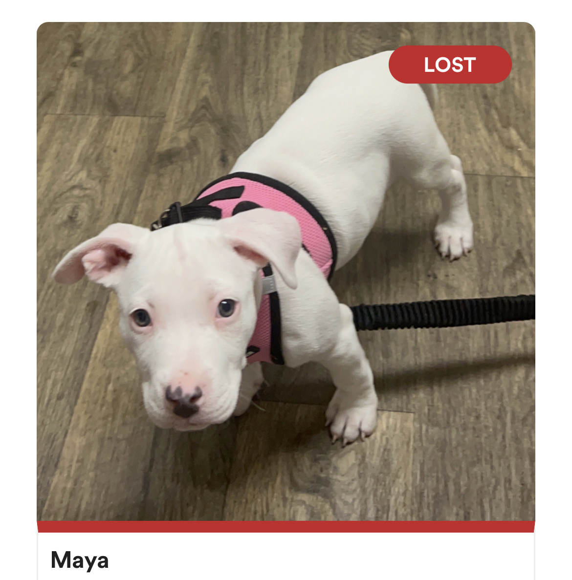 Maya - A Female Dog Lost - 2580, Southwest Windsong Circle, Lake City ...