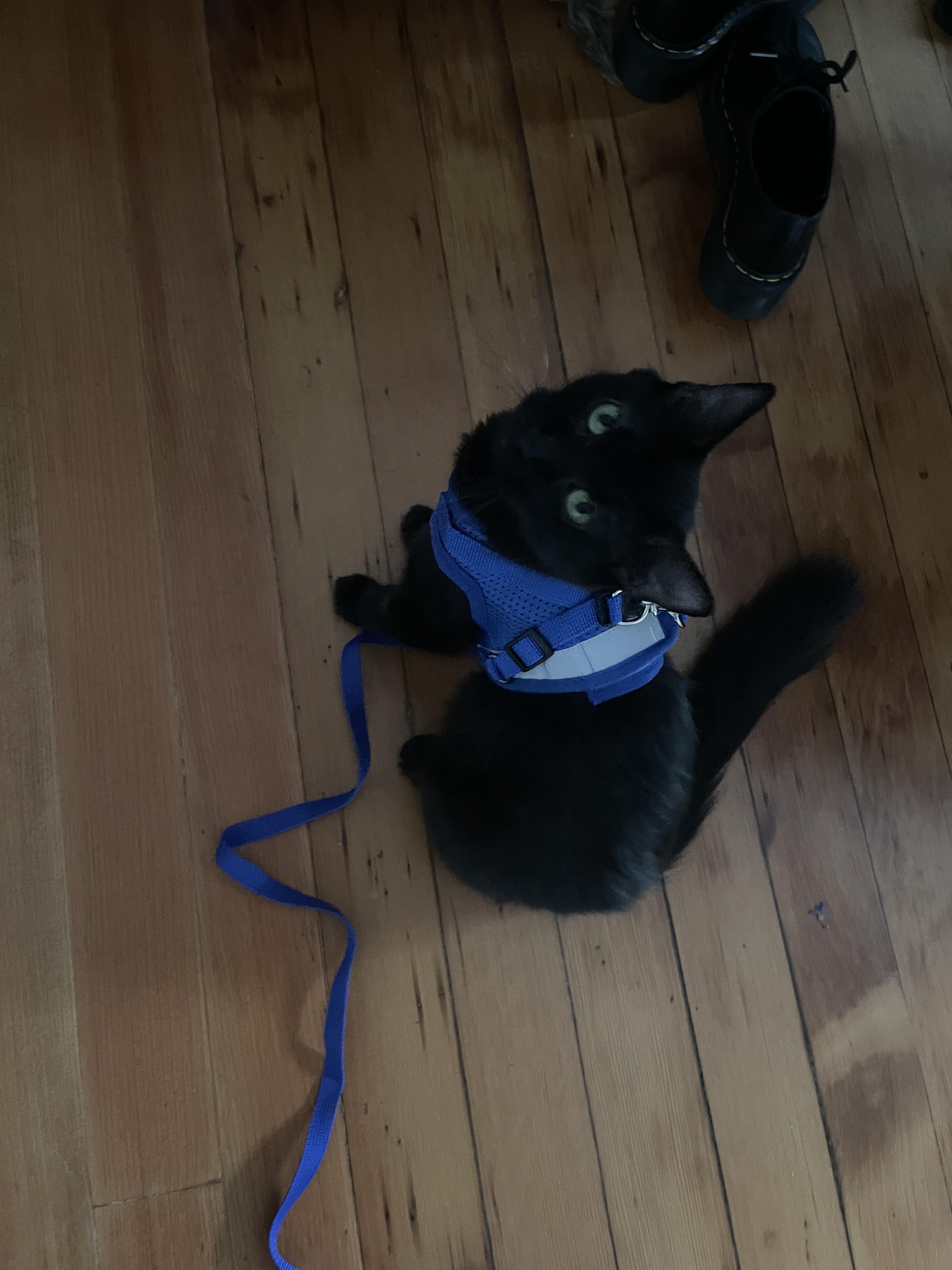 Oreo - A Female Cat Lost - Artesian st, San Diego, California, 92117 ...