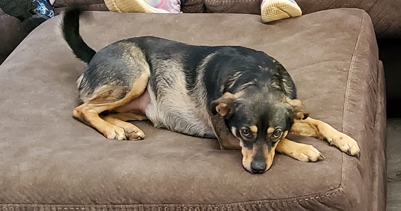 Emma - A Female Dog Lost - Old Farm Court Northeast, , Georgia, 30188 ...