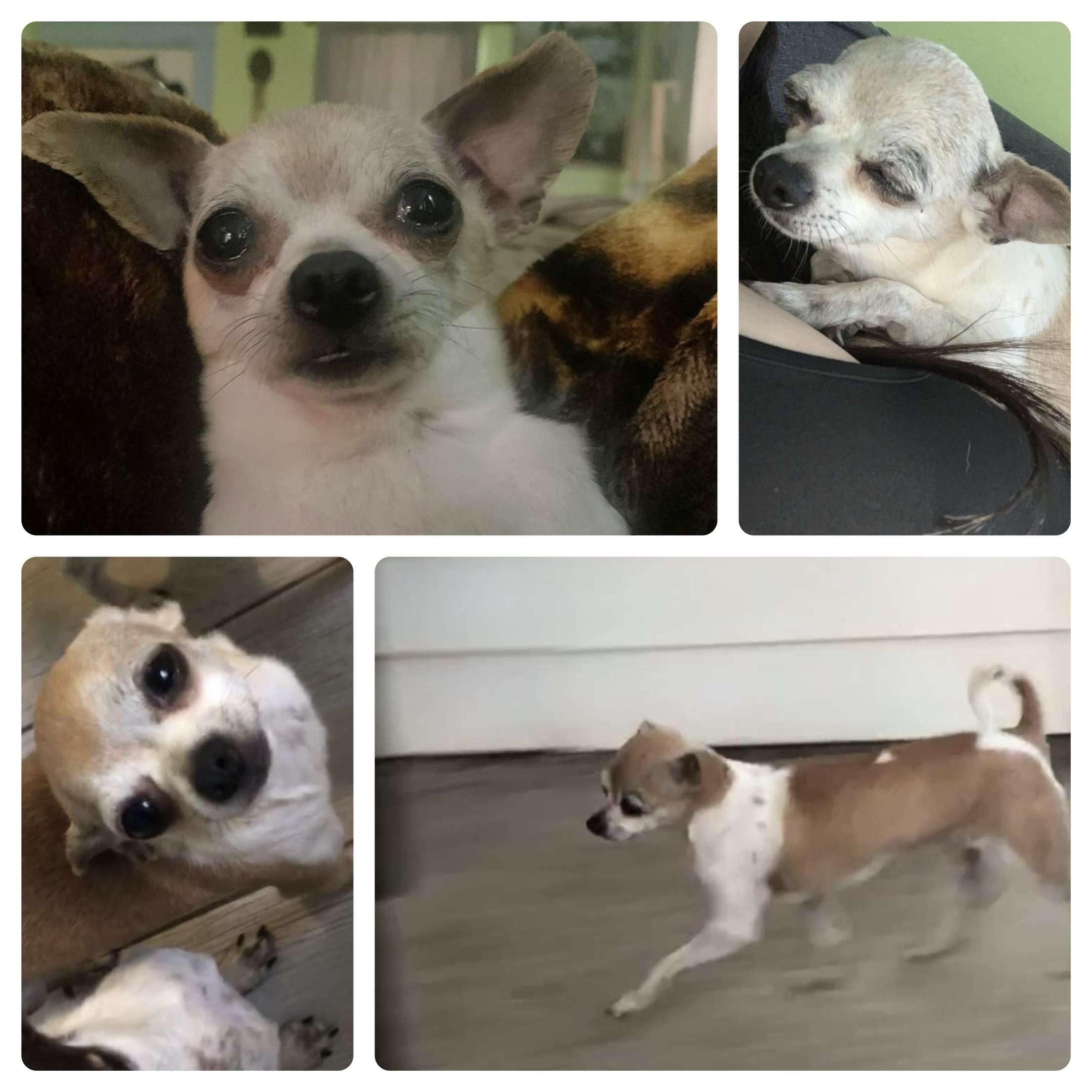 Chiquis - A Female Dog Lost - Mason street, Portland, Oregon, 97212 ...