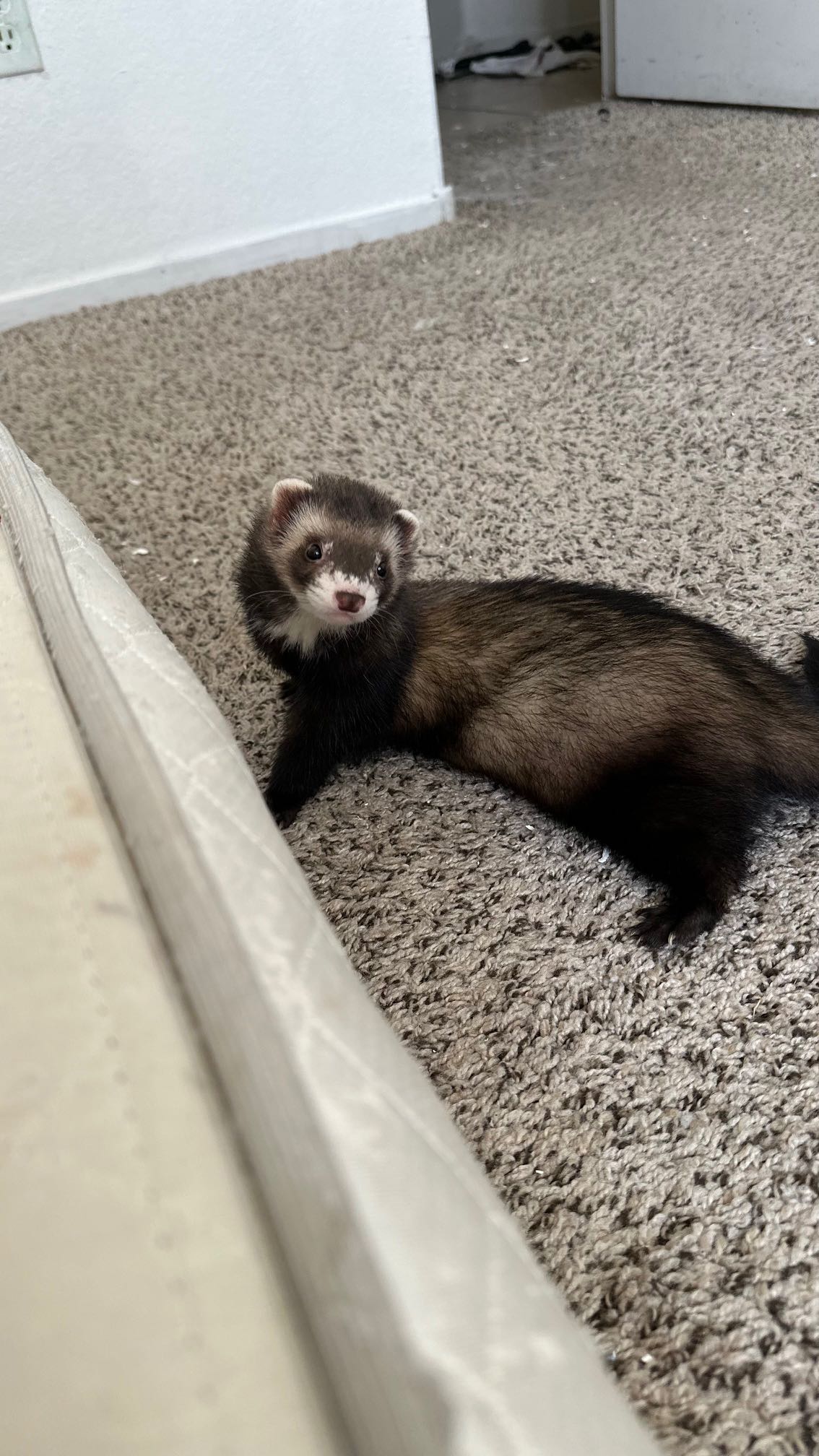 Coco - A Male Ferret Lost - 6570, East Pipe Spring, Las Vegas, Nevada ...