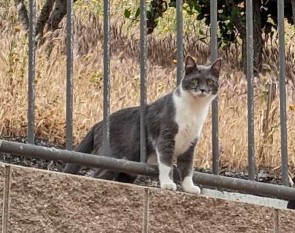 Oreo - A Female Cat Lost - Artesian st, San Diego, California, 92117 ...