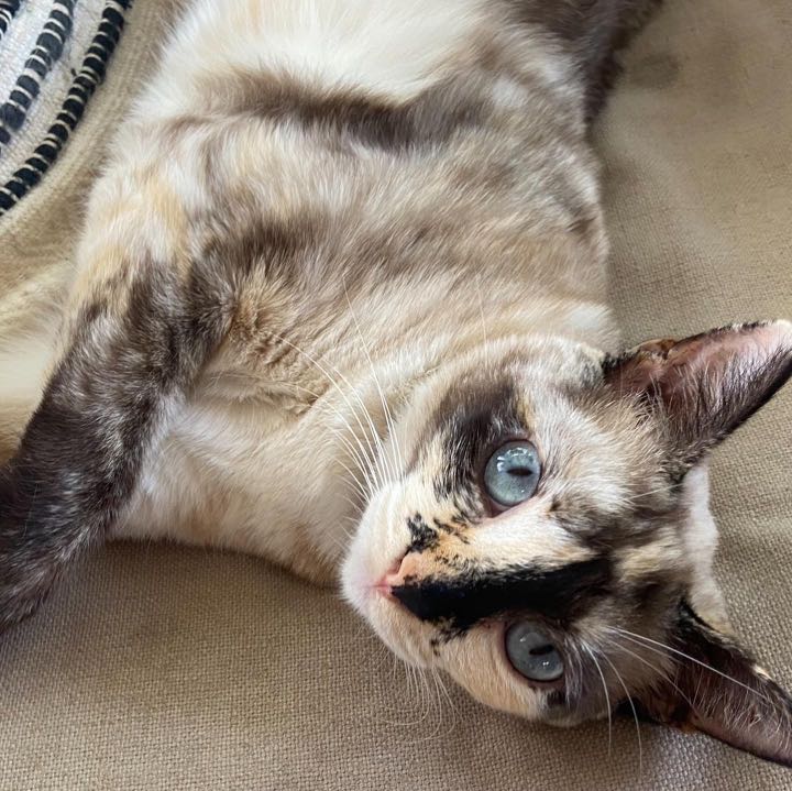 Oreo - A Female Cat Lost - Artesian st, San Diego, California, 92117 ...