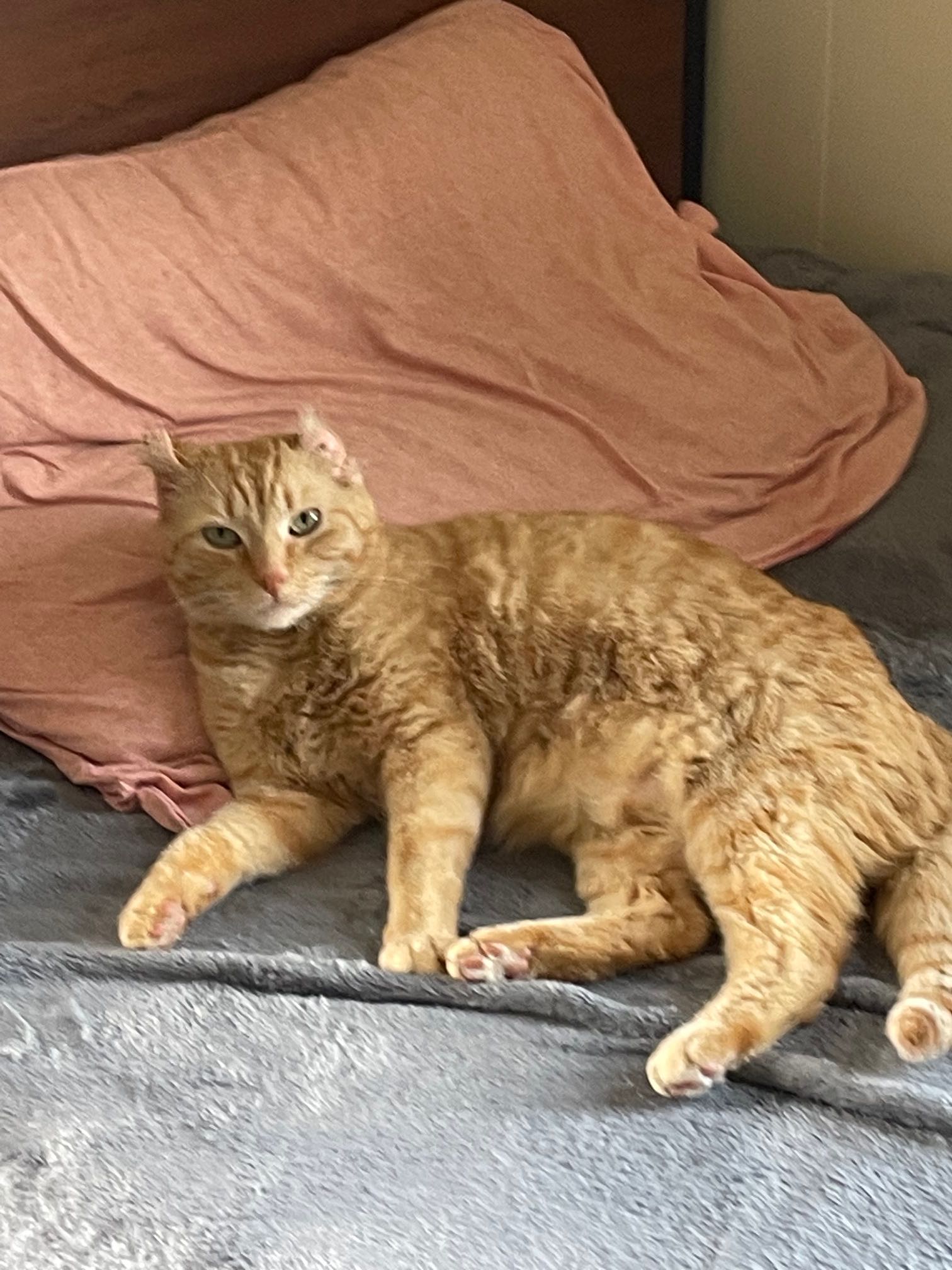 Oreo - A Male Cat Lost - 10359, Centinella Drive, La Mesa, California ...