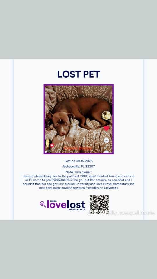 Ms Hound - A Female Dog Lost - 2800 University Boulevard South ...