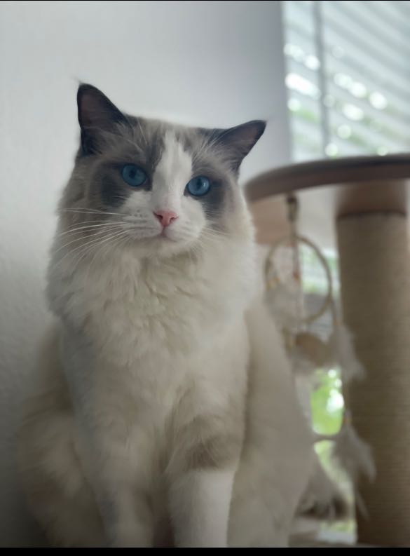 Oreo - A Female Cat Lost - Artesian st, San Diego, California, 92117 ...