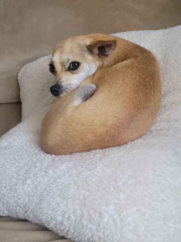 Phoebe - A Female Dog Lost - 4371, South Boxwood Avenue, Yuma, Arizona ...