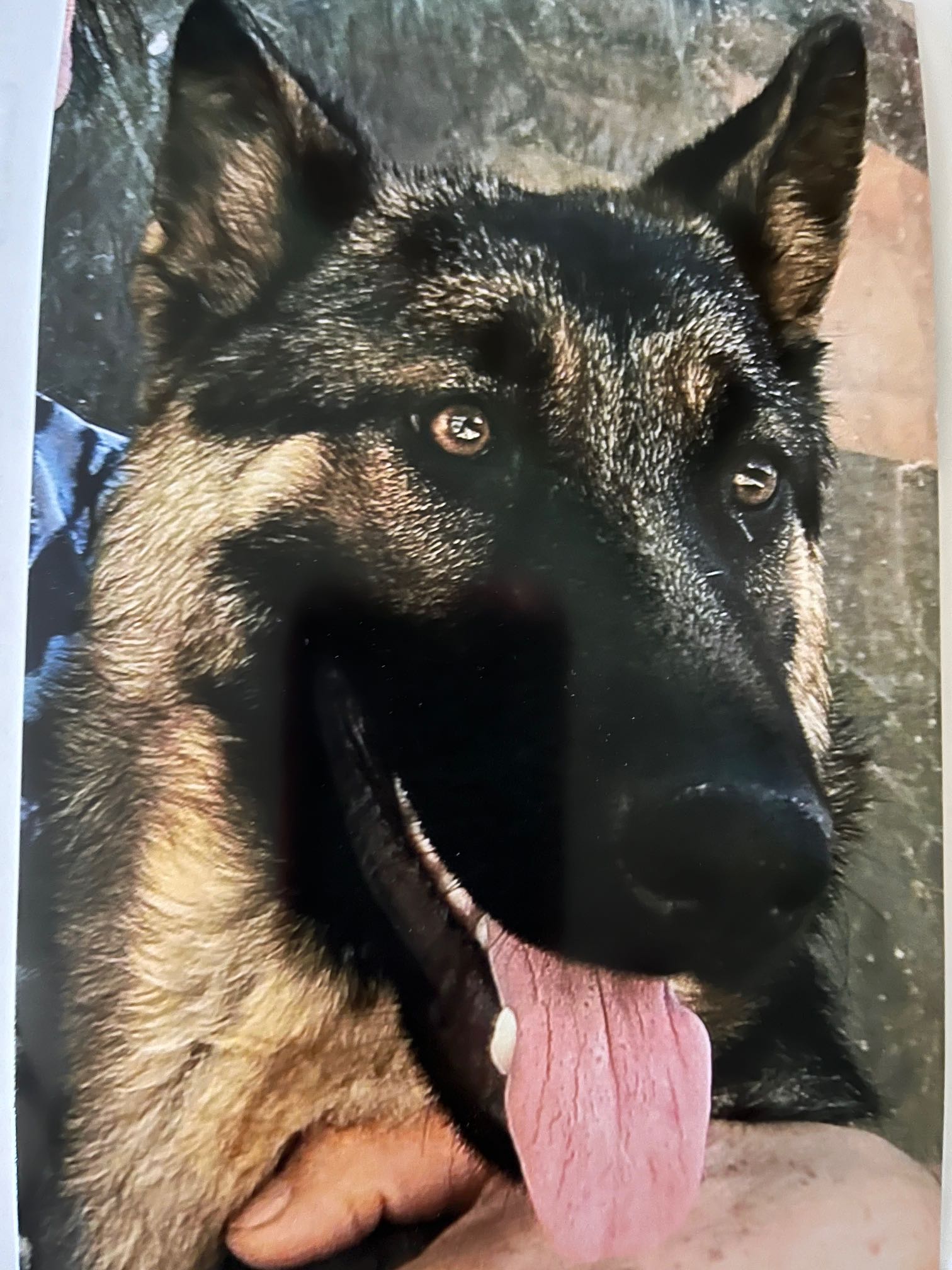 Phoebe - A Female Dog Lost - 4371, South Boxwood Avenue, Yuma, Arizona ...