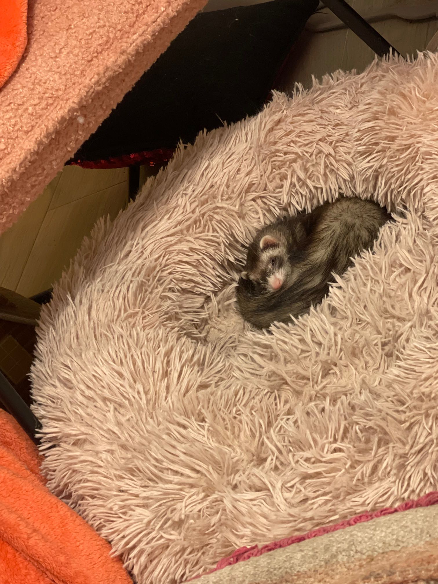 Coco - A Female Ferret Lost - 743, South Mills Avenue, Orlando, Florida ...