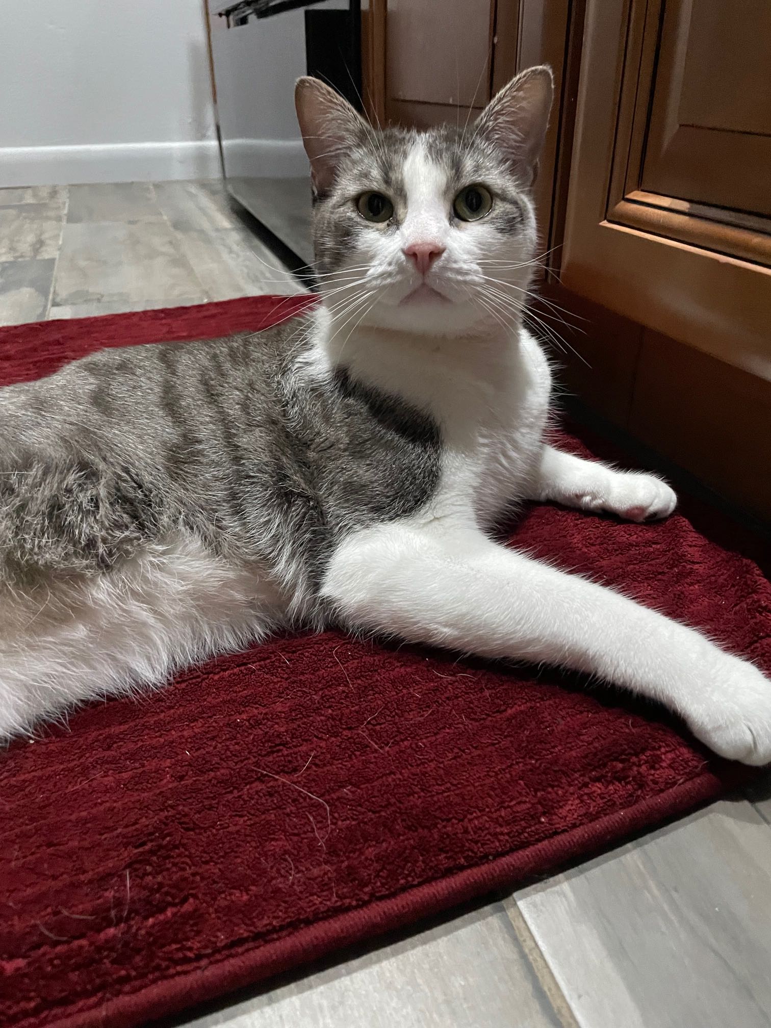 Finnigan - A Male Cat Lost - 4700, Lake Waterford Way, Melbourne ...