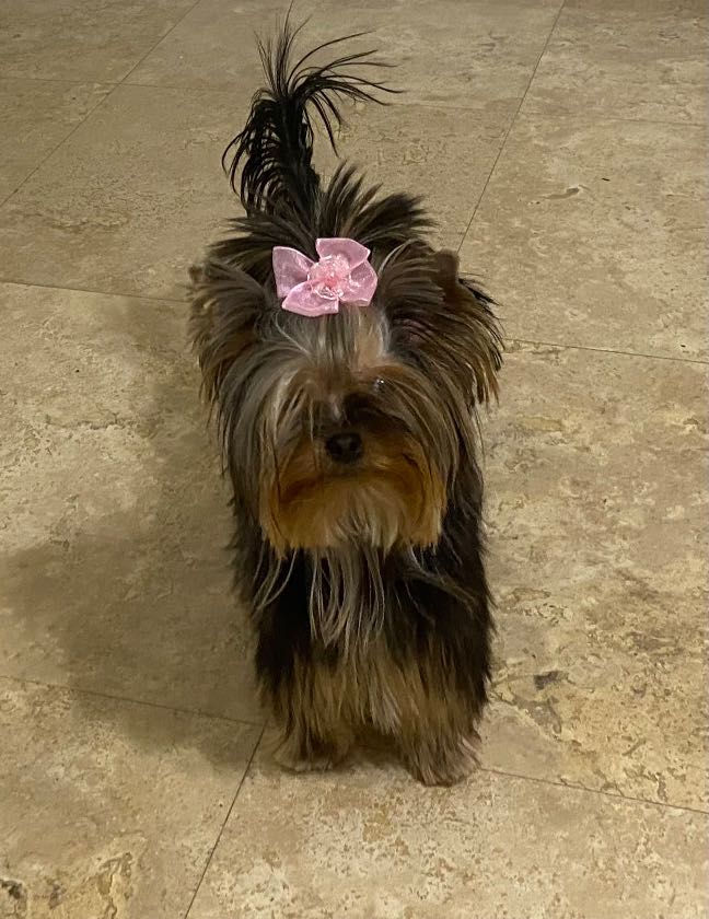 Kahlua - A Female Dog Lost - Pennyslvania, Miami Beach, Florida, 33139 ...