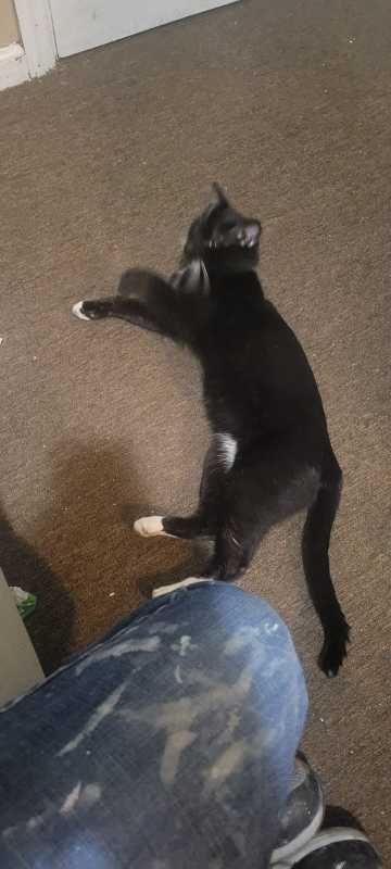 Oreo - A Male Cat Lost - 14223, Winchester Court, Orland Park, Illinois ...