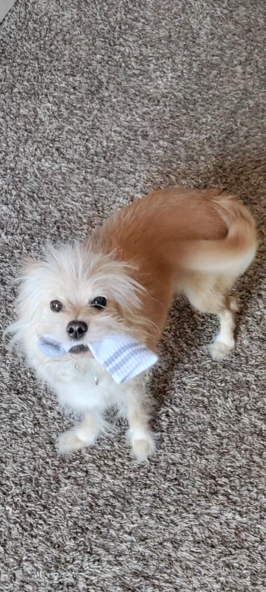 Princess - A Female Dog Reunited - Perris Blvd , Moreno Valley ...