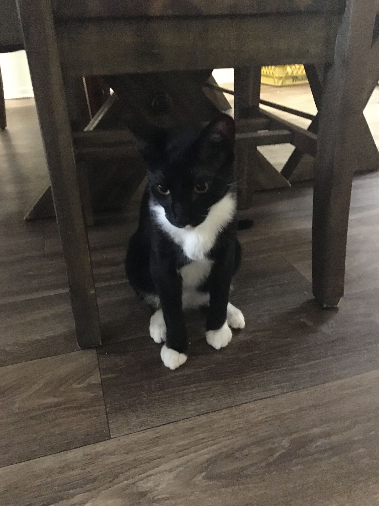 Moxley - A Male Cat Lost - Central and Ardenwood Way, Lake Elsinore, California, 92532 - PawMaw