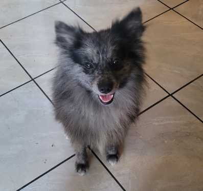 Sabastion (Aka Puppy Chulo) - A Male Dog Lost - Keyes St, San Jose ...