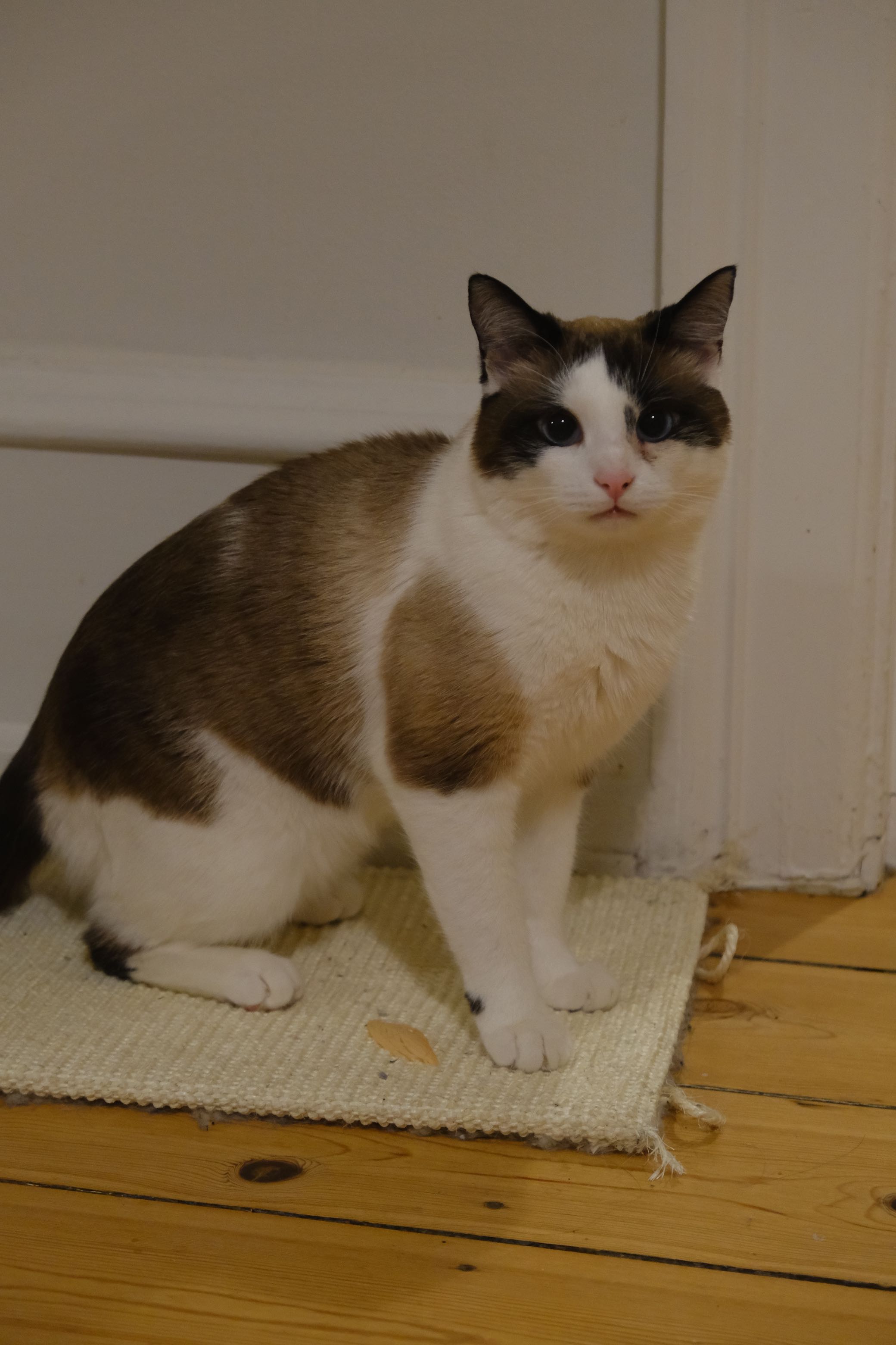 Sonic - A Male Cat Lost - Kronprinsessegade, København, , 1308 - PawMaw