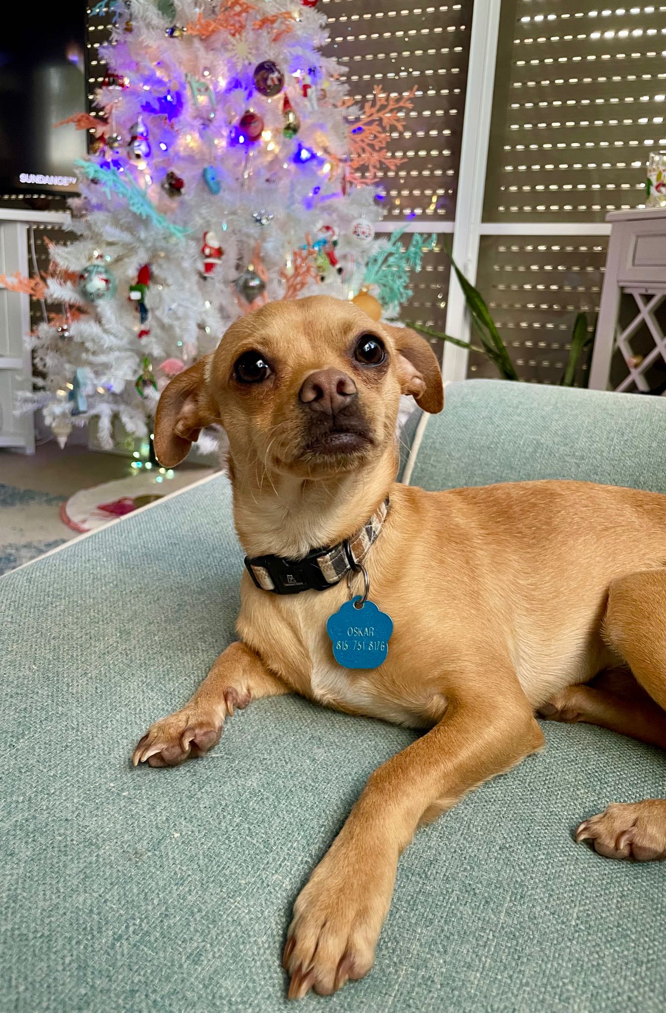 Teddy - A Male Dog Lost - North Bagley Street, Dallas, Texas, 75211 ...