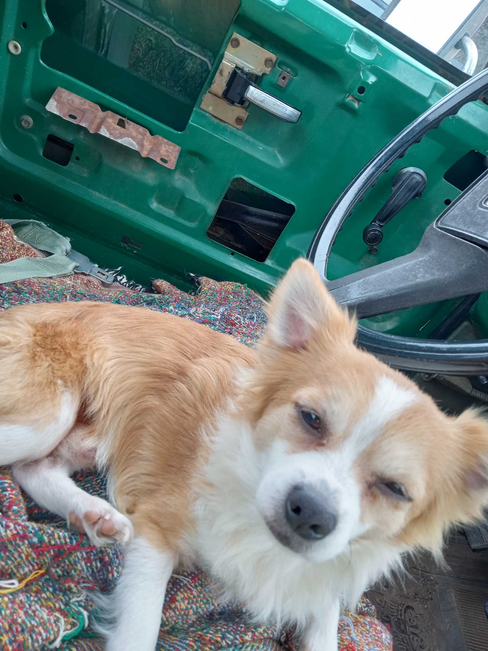 Amanda Collado - A Male Dog Lost - idlewild, Indian Trail, North ...