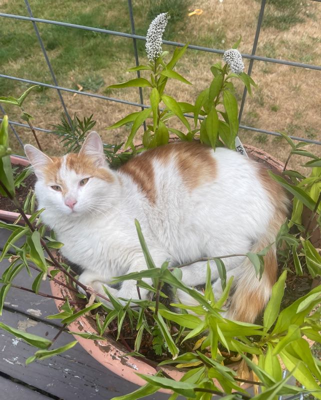 Oreo - A Male Cat Lost - 828, Longview, Washington, 98632 - PawMaw