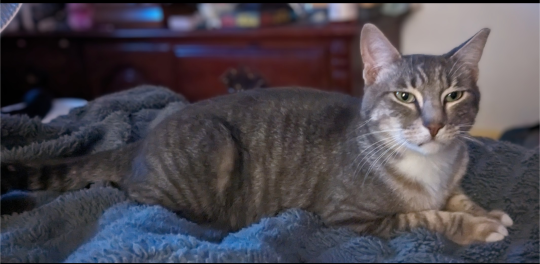 Jun Bug/ Denny - A Male Cat Lost - Sands Lane, Killeen, Texas, 76549 ...