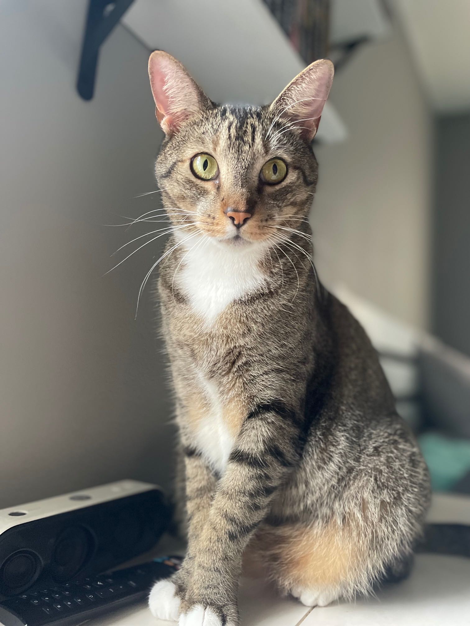 Finnigan - A Male Cat Lost - 4700, Lake Waterford Way, Melbourne ...