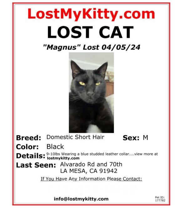 Oreo - A Male Cat Lost - 10359, Centinella Drive, La Mesa, California ...