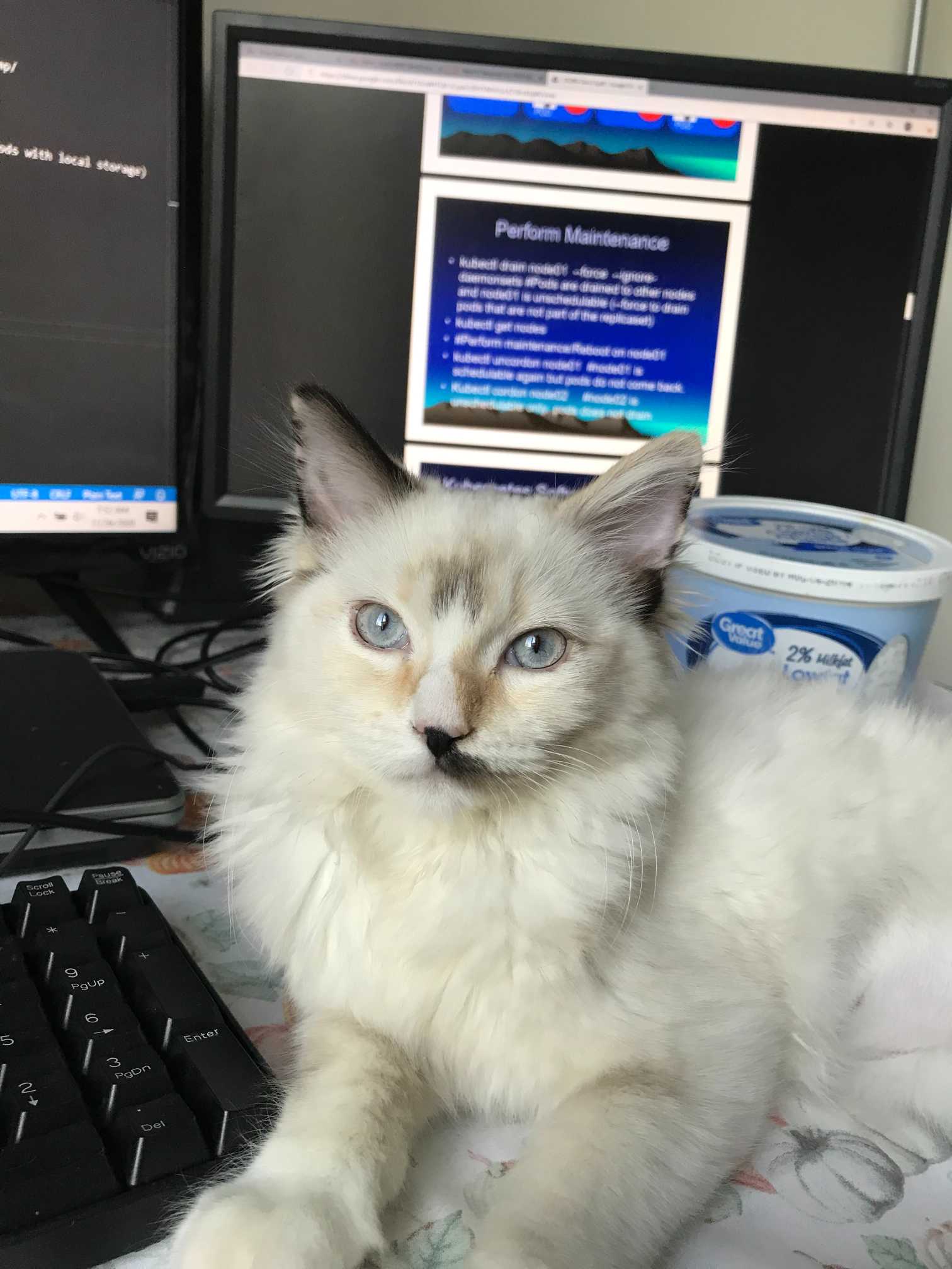 Find Lost Cats Near Me - All The Lost Cats Near You | PawMaw