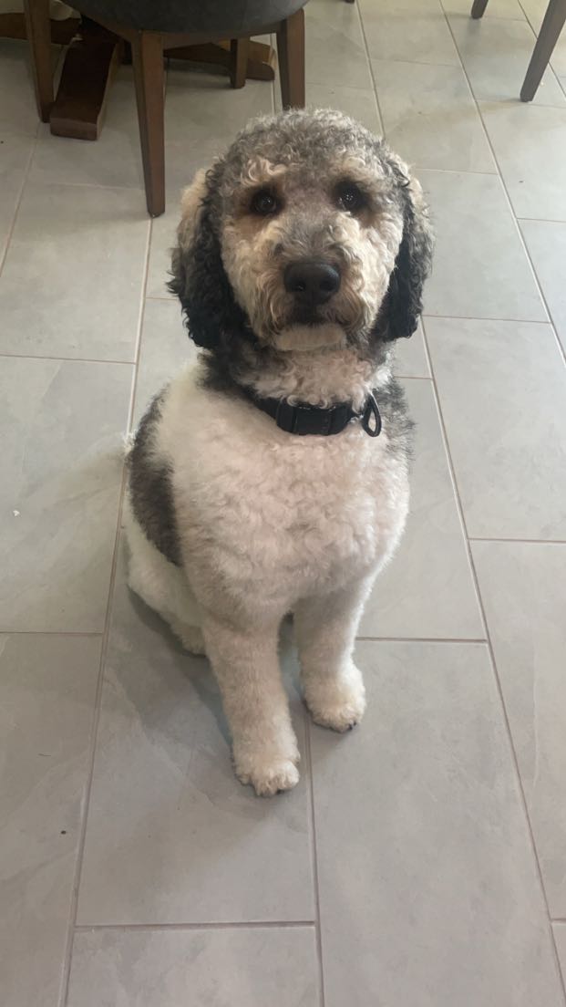 Nacho - A Male Dog Lost - Hwy I-8 Butterfield Trail, Gila Bend, Arizona ...