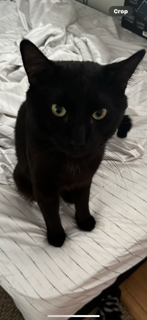 Oreo - A Male Cat Lost - Kedvale Avenue, Skokie, Illinois, 60076 - PawMaw