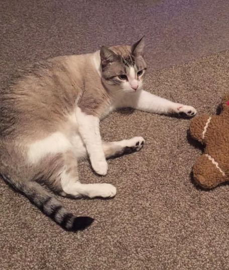 Finnigan - A Male Cat Lost - 4700, Lake Waterford Way, Melbourne ...