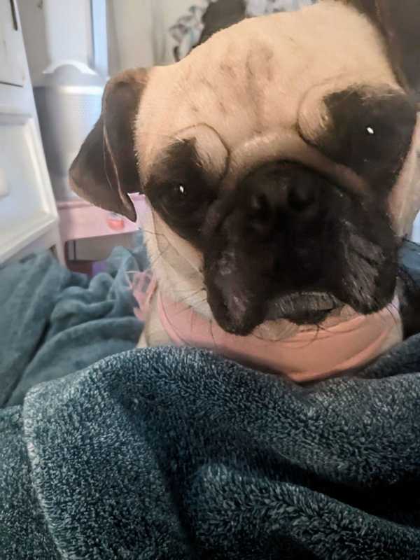 Princes - A Female Dog Lost - 466, South Holt Avenue, Los Angeles ...