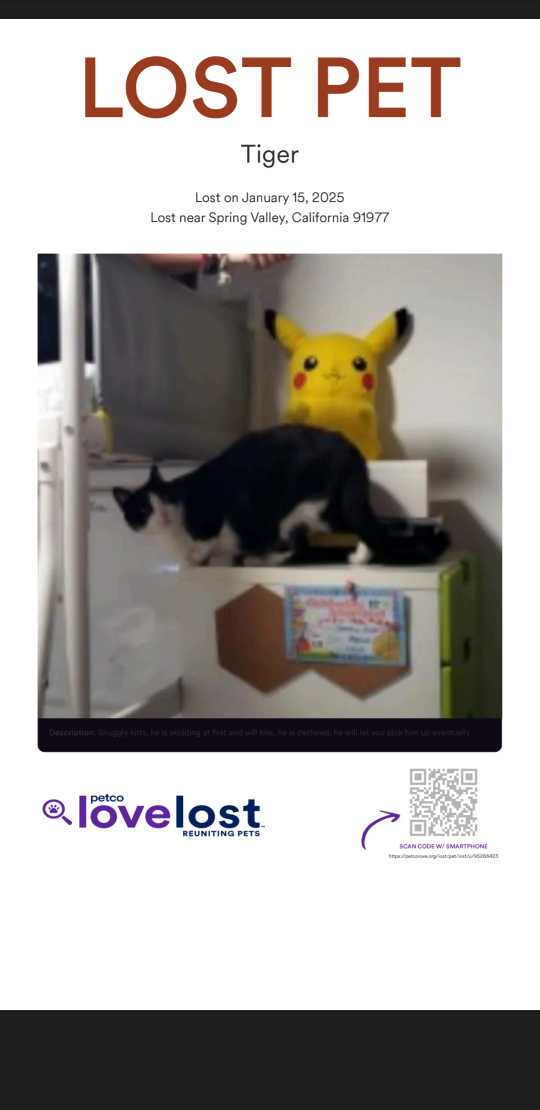 Oreo - A Male Cat Lost - 10359, Centinella Drive, La Mesa, California ...